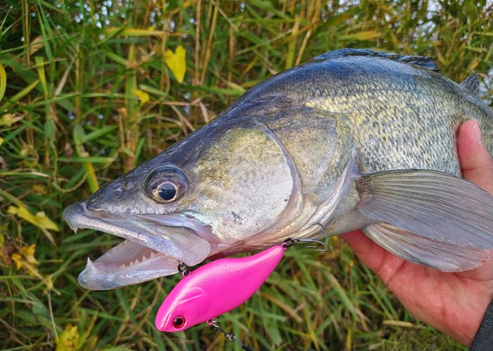 Rico Vibe75 Pinkachu :: www.ricolure.com